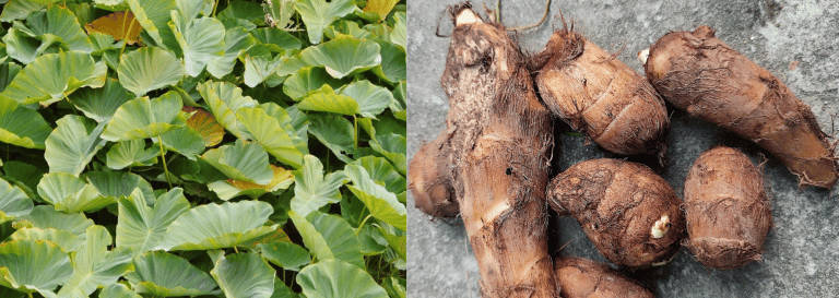 Colocasia (Pouch of Nutrients): 10 Benefits - Chemistry Notes