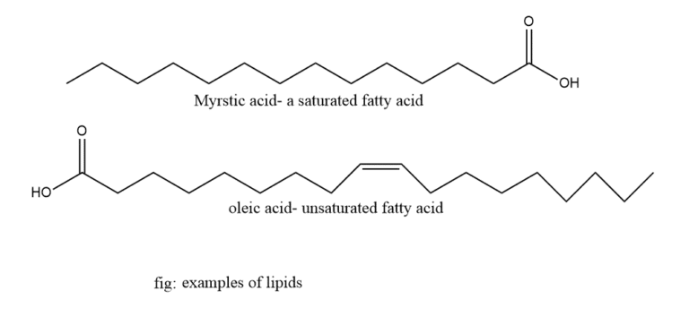Lipid: Definition, classification, examples, and 7 reliable function ...