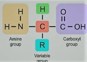 Protein: Definition, Structure, and Classification - Chemistry Notes
