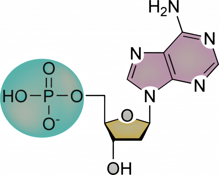 Nucleic Acids Definition Structure Reliable Function And 2 Major Types Chemistry Notes