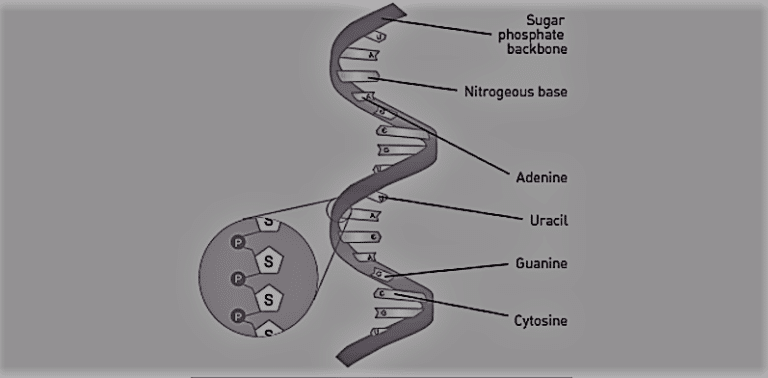 Differences between DNA and RNA: DNA Vs RNA - Chemistry Notes