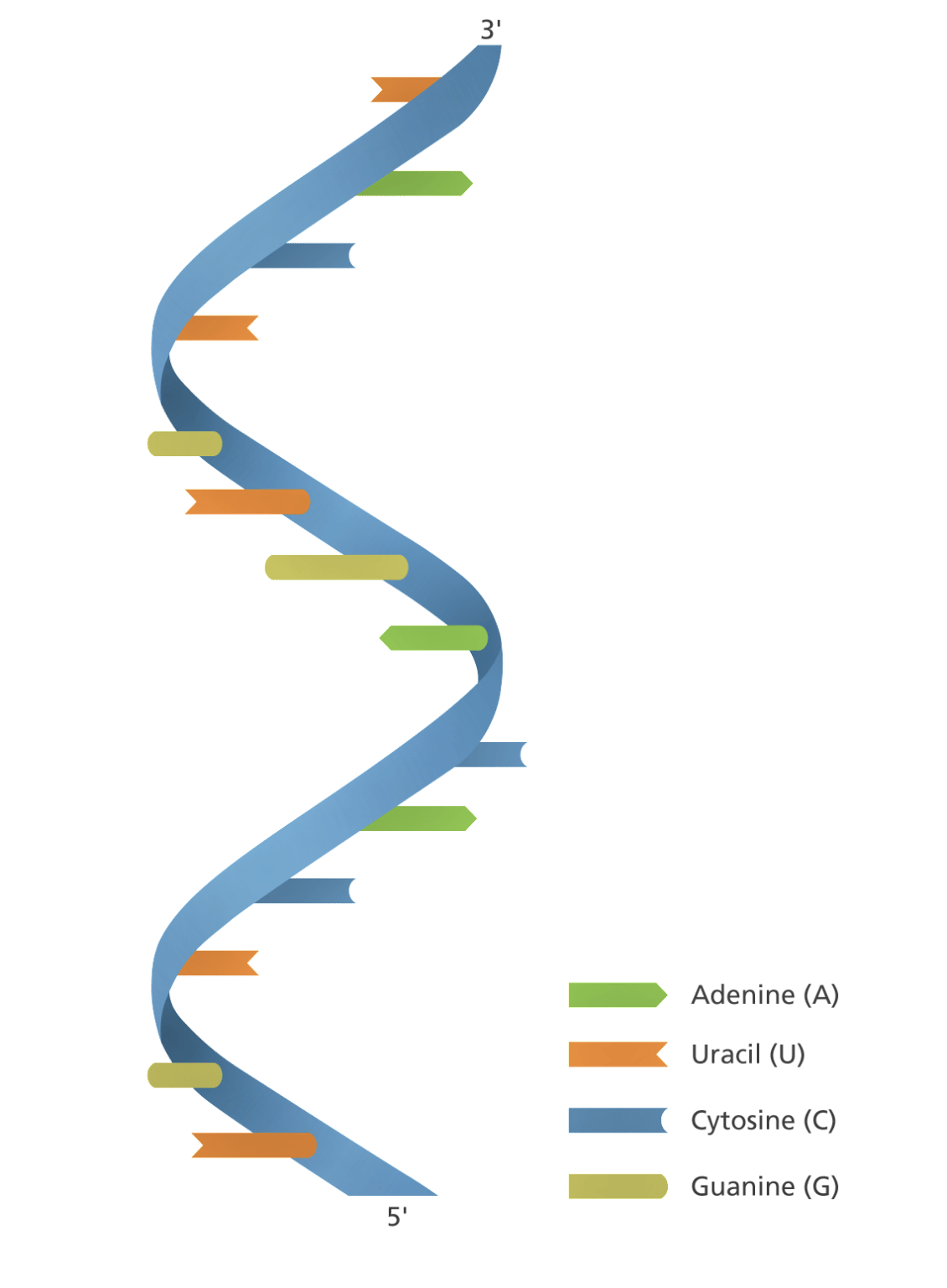 Nucleic Acids Definition Structure Reliable Function And 2 Major