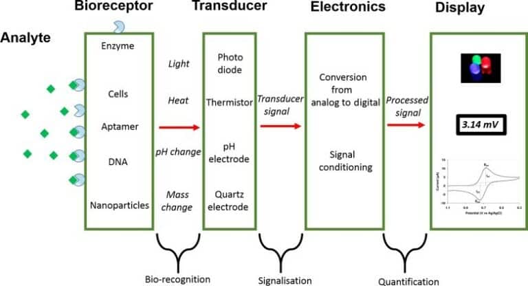 Biosensor: Introduction, Principle, Characteristics, and 10 Reliable ...