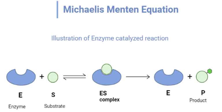 Michaelis-Menten Equation: Assumptions, derivation, graphs - Chemistry ...