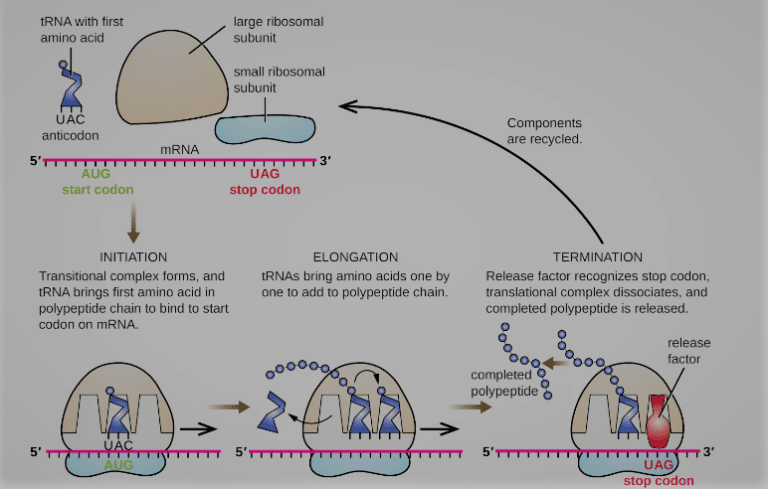 Overview of Translation( Protein Biosynthesis) - Chemistry Notes