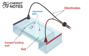 Gel Electrophoresis: Easy Principle, media,6 types, application ...