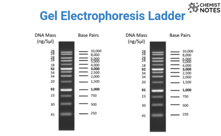 Gel Electrophoresis: Easy Principle, media,6 types, application ...