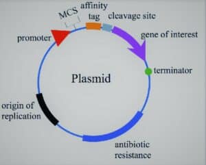 Plasmid: Definition, Structure, Classification, and 5 Reliable Function ...
