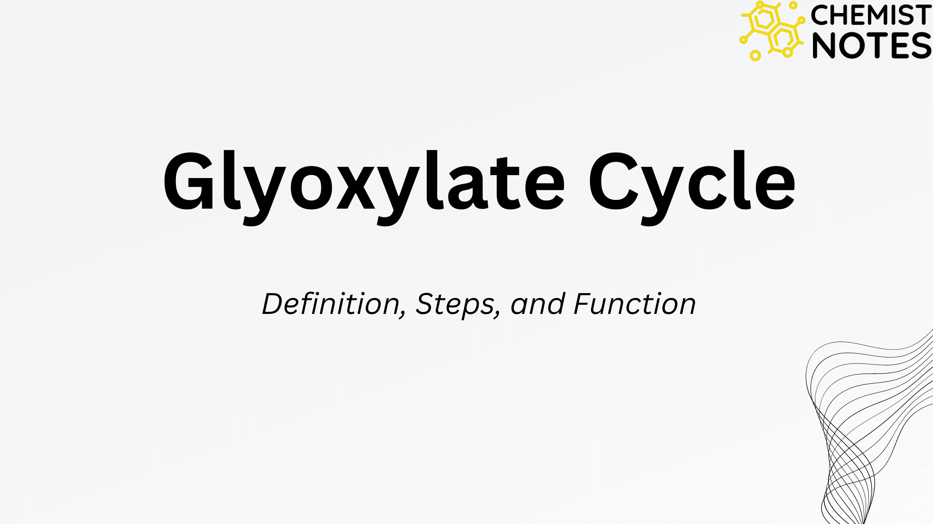 Glyoxylate Cycle: Easy Explanation- 6 Steps - Chemistry Notes Glyoxylate Cycle: Easy Explanation- 6 Steps - Chemistry Notes