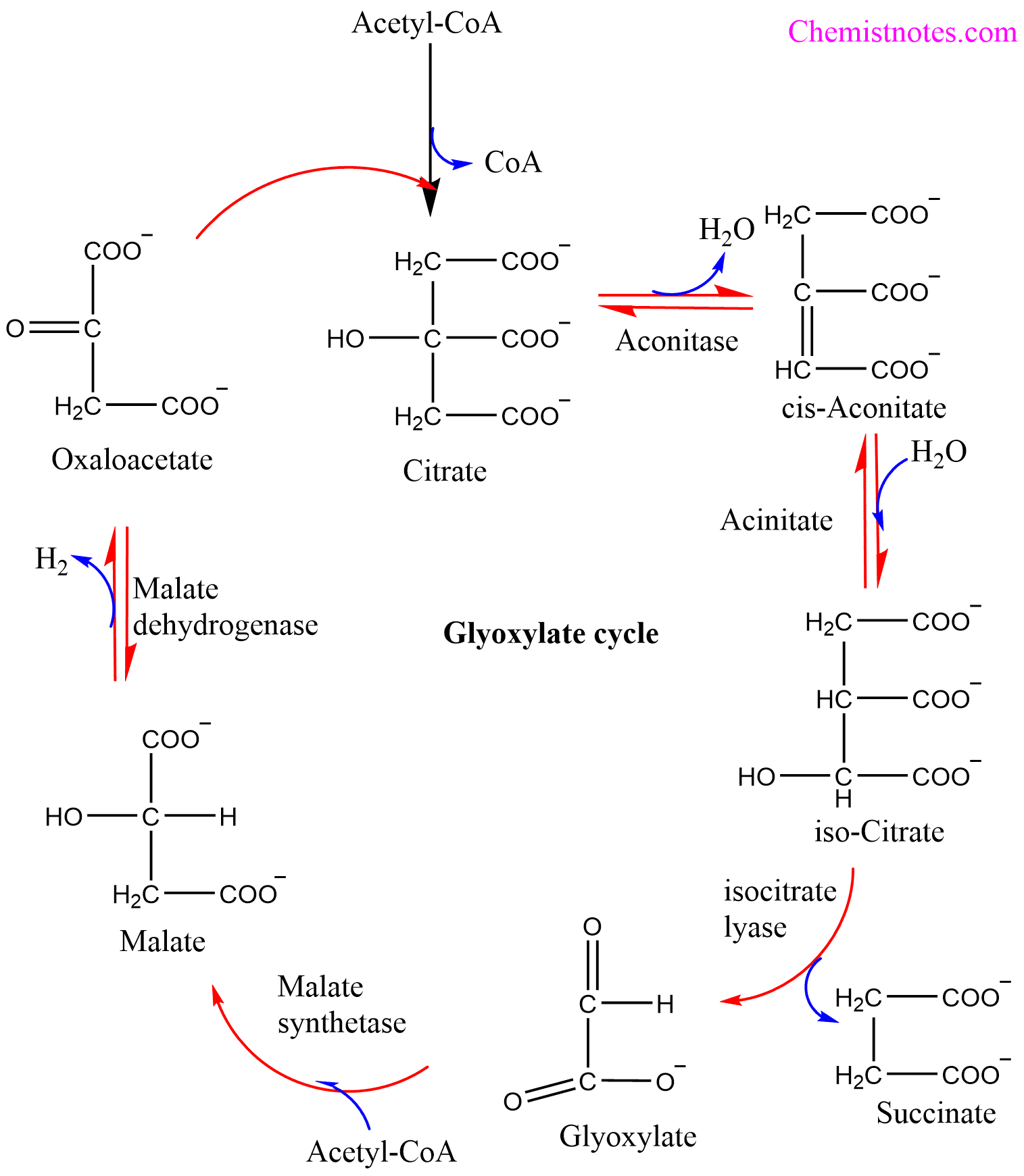 Glyoxylate Cycle: Easy Explanation- 6 Steps - Chemistry Notes