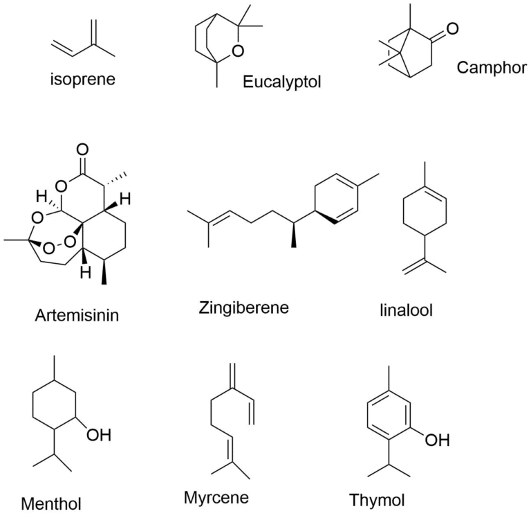 Terpenes and Terpenoids: Definition, Classification, And 3 Reliable ...