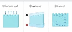 SDS PAGE: Principle, Protocol, And Reliable Application - Chemistry Notes