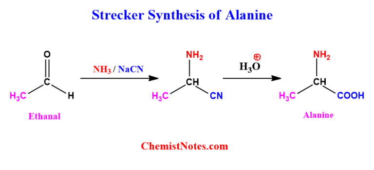 Strecker Synthesis of Amino Acid: Easy Mechanism, applications ...