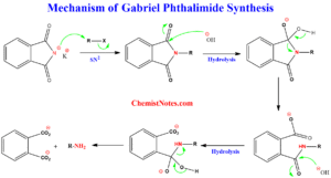 Gabriel synthesis: Easy mechanism, procedure, applications - Chemistry ...