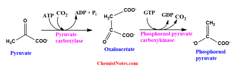 Gluconeogenesis: Easy definition, substrate, 8 steps, regulation ...