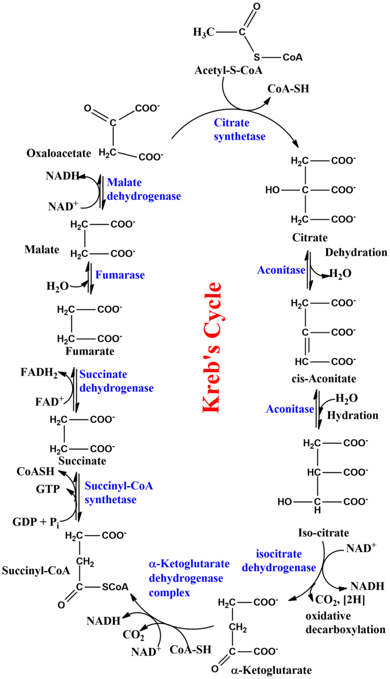 Citric acid cycle(TCA cycle): 8 steps, reactions, energetics, easy ...