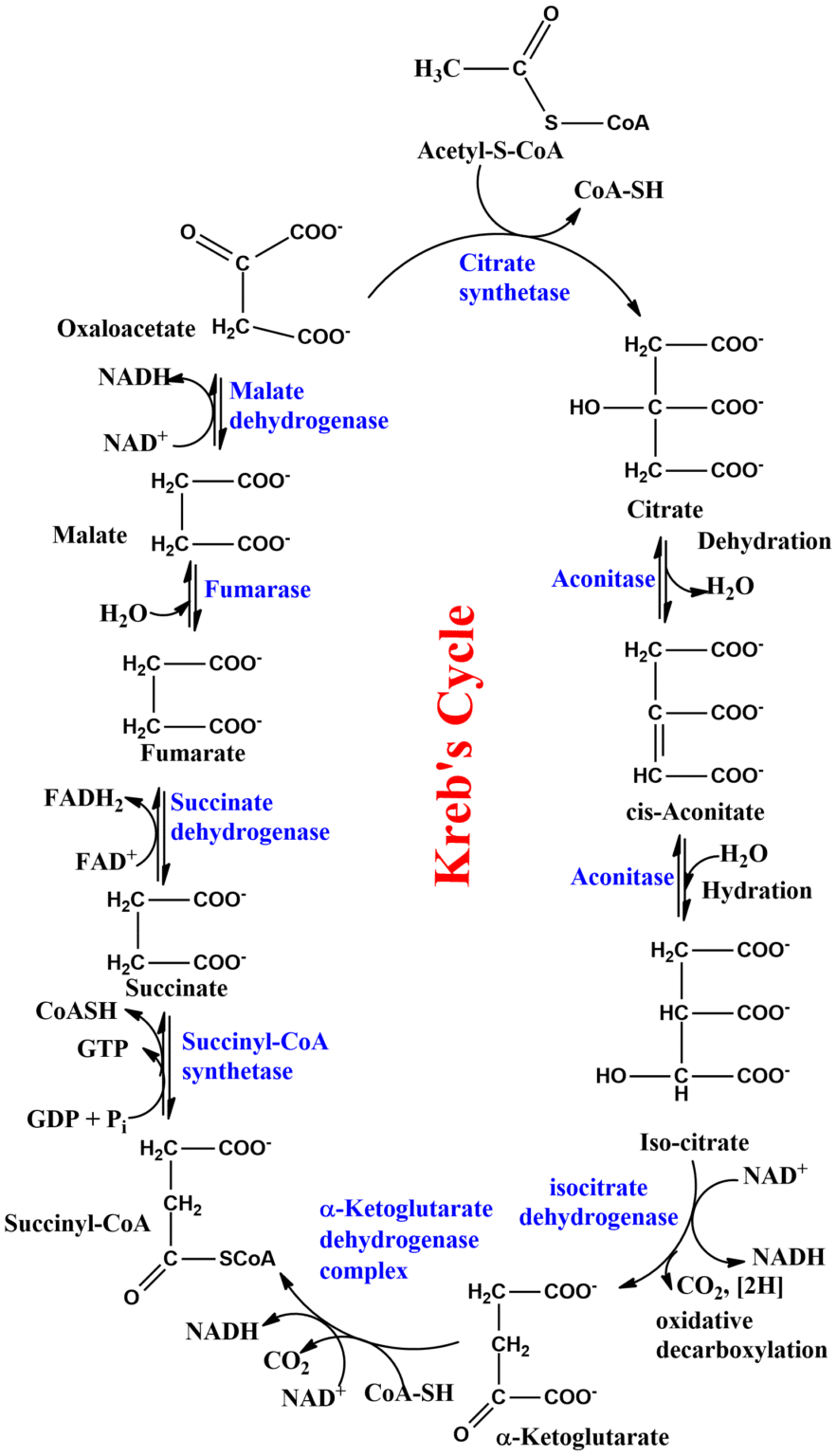 Citric acid cycle(TCA cycle): 8 steps, reactions, energetics, easy ...