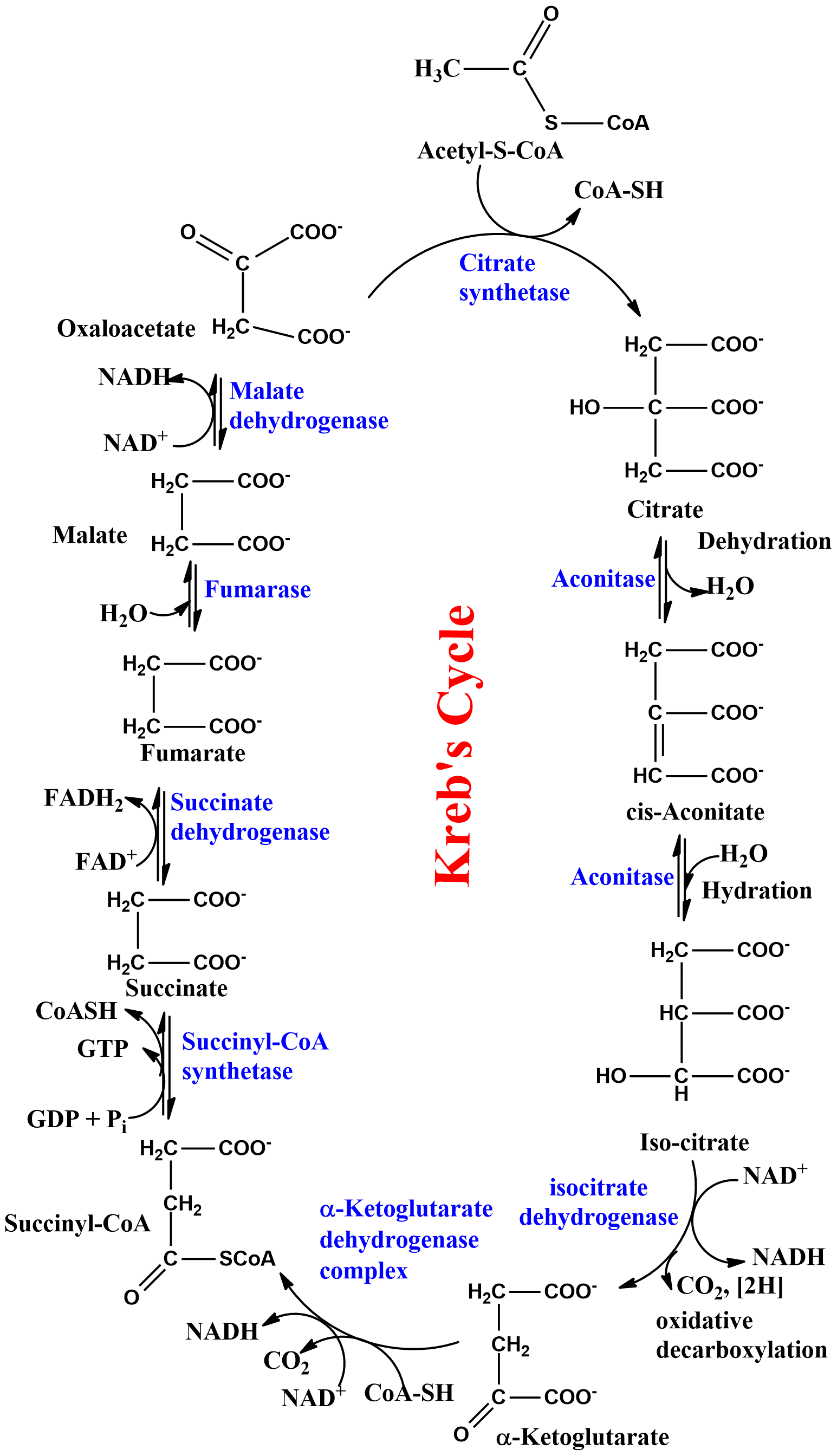 Citric acid cycle(TCA cycle): 8 steps, reactions, energetics, easy ...