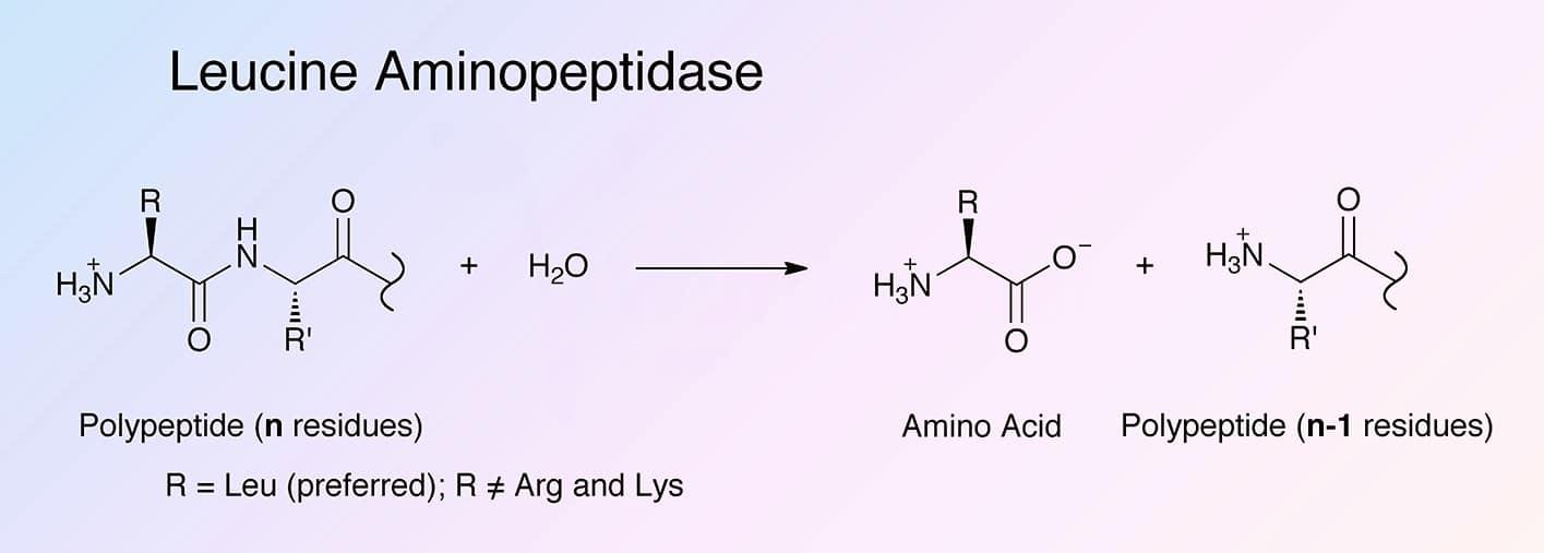 LAP Test: Principle, Protocol, Results, and Reliable Uses - Chemistry Notes