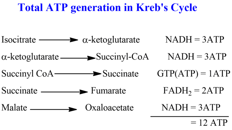 Citric acid cycle(TCA cycle): 8 steps, reactions, energetics, easy ...
