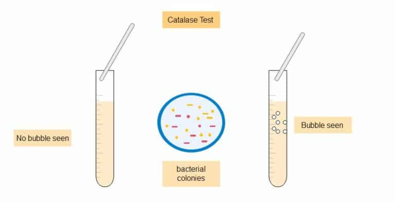 Catalase Test: Principle, Reagent, Protocol, Application - Chemistry Notes