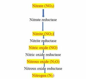 Nitrate Reduction Test: Principle, Protocol, And Reliable Application ...