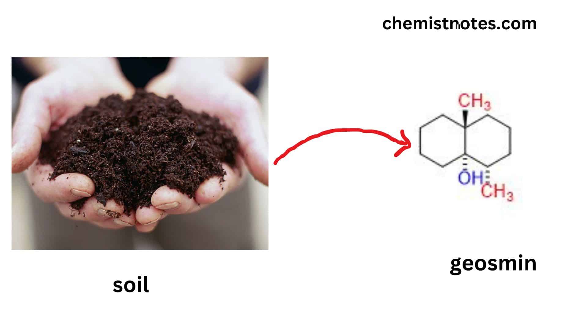 Geosmin: All about the Earthy Smell - Chemistry Notes